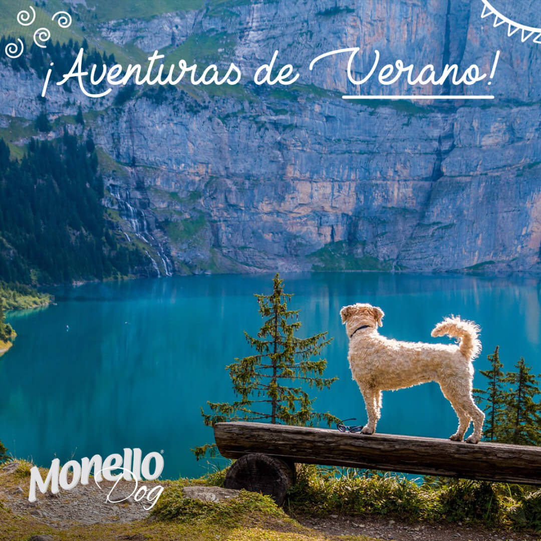 Monello - Estudio Nómade