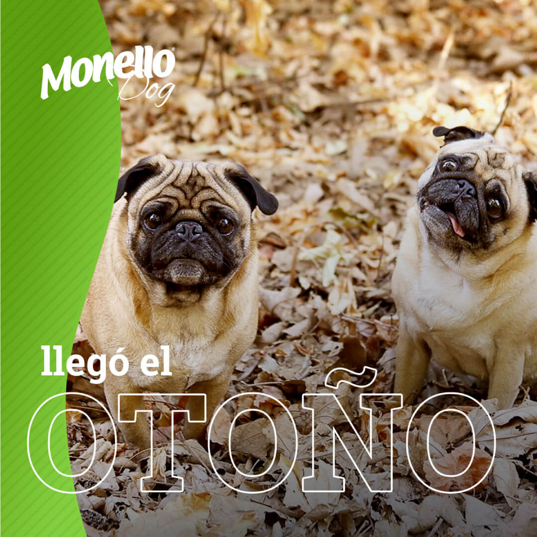 Monello - Estudio Nómade